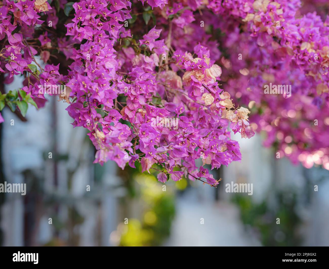 Blooming bougainvillea, streets of the old town of Bodrum, Turkey ...