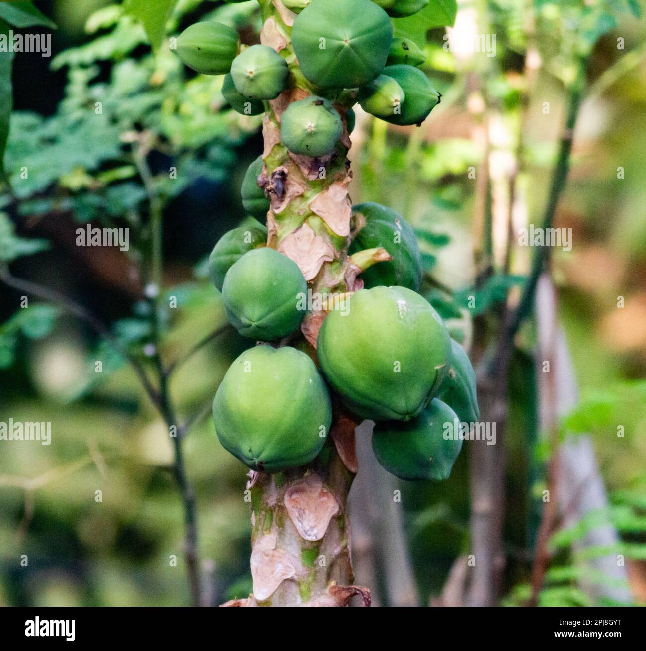 Papaya buds hi-res stock photography and images - Alamy