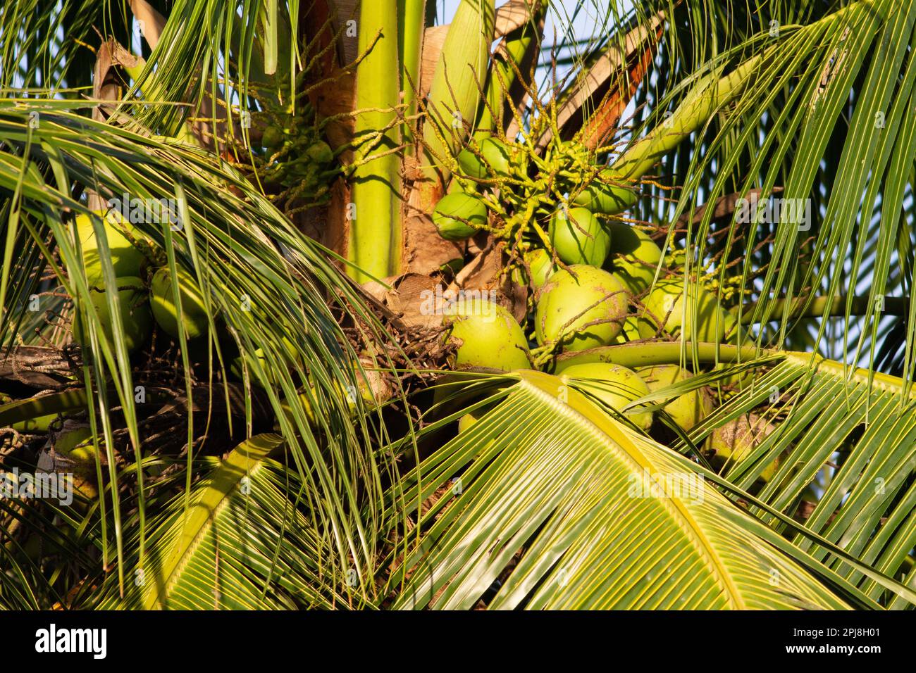 Coconut tree with flowers and young nuts closeup Stock Photo - Alamy