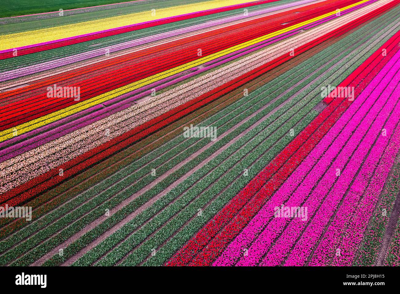 Aerial drone photo of tulip fields in The Netherlands during Spring ...