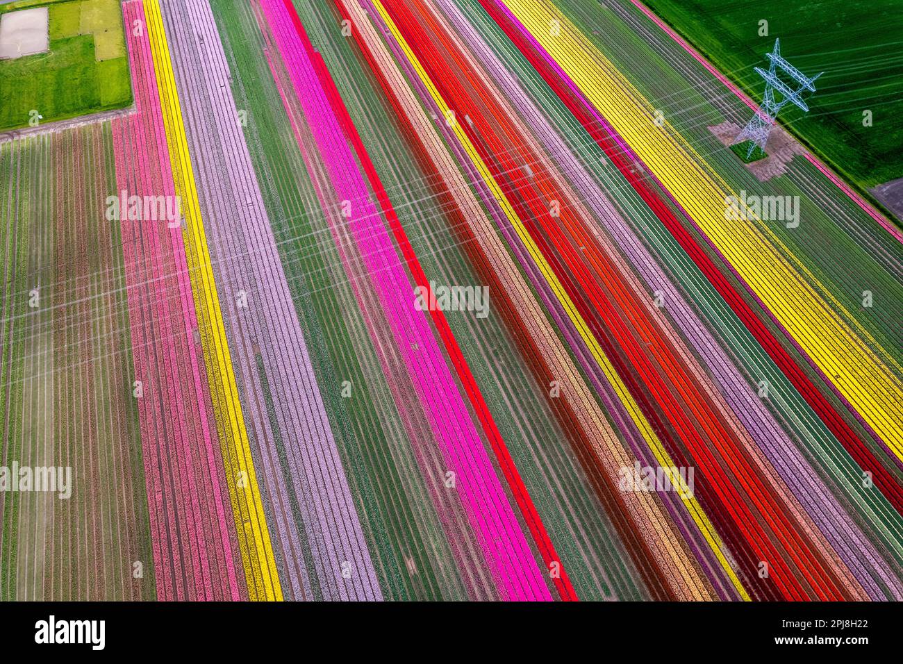 Aerial drone photo of tulip fields in The Netherlands during Spring ...