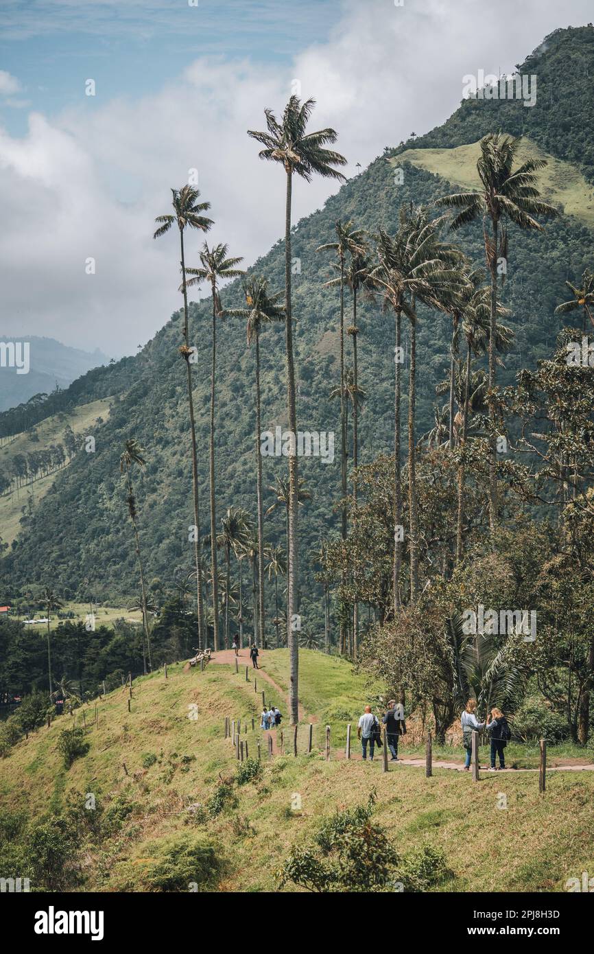 Highest Coconut Palm Trees Cocora Valley in Salento, Disney Village in ...