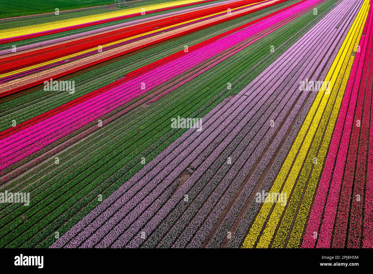 Aerial drone photo of tulip fields in The Netherlands during Spring ...
