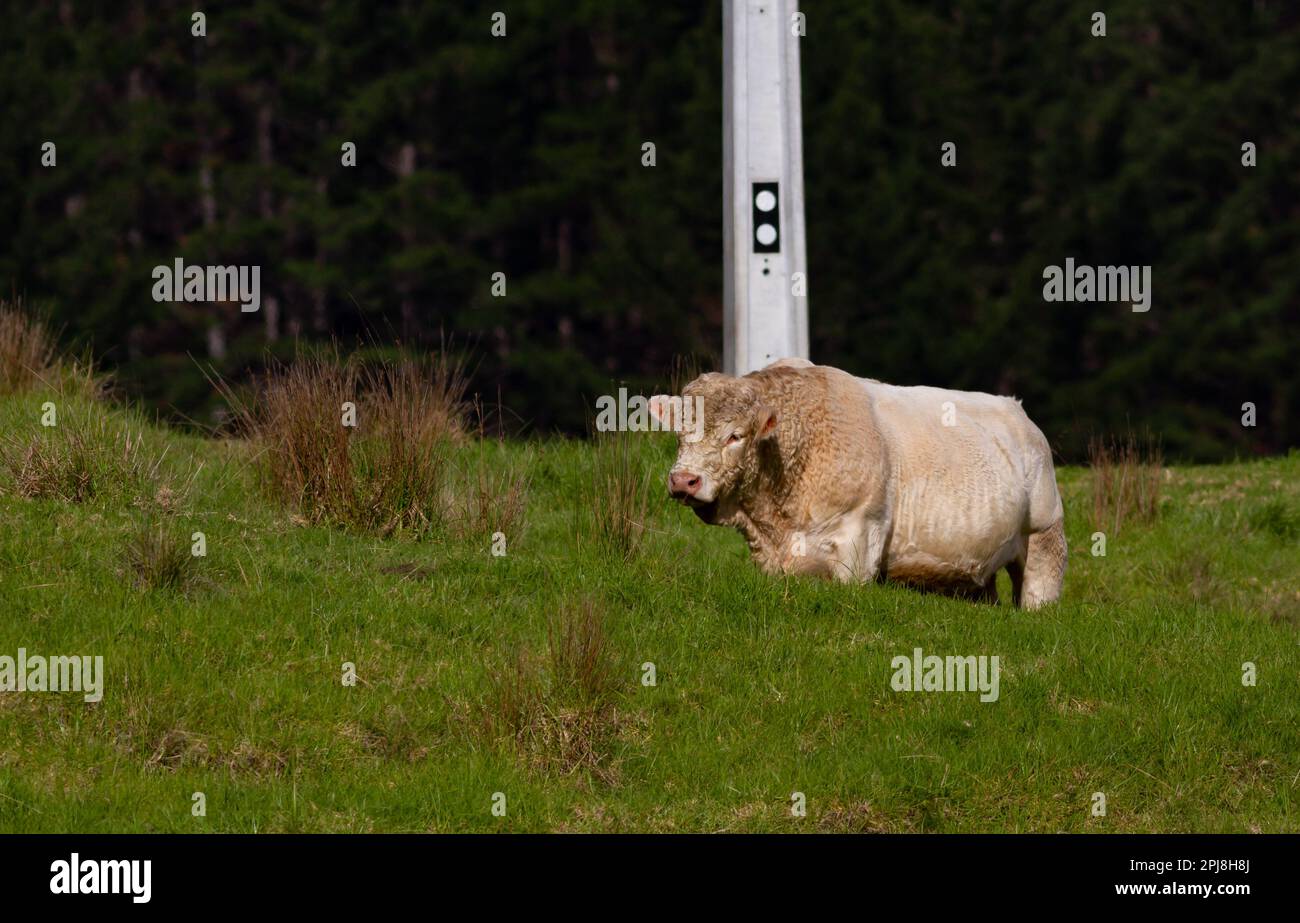 Bull or cow is an animal with hooves hi-res stock photography and ...