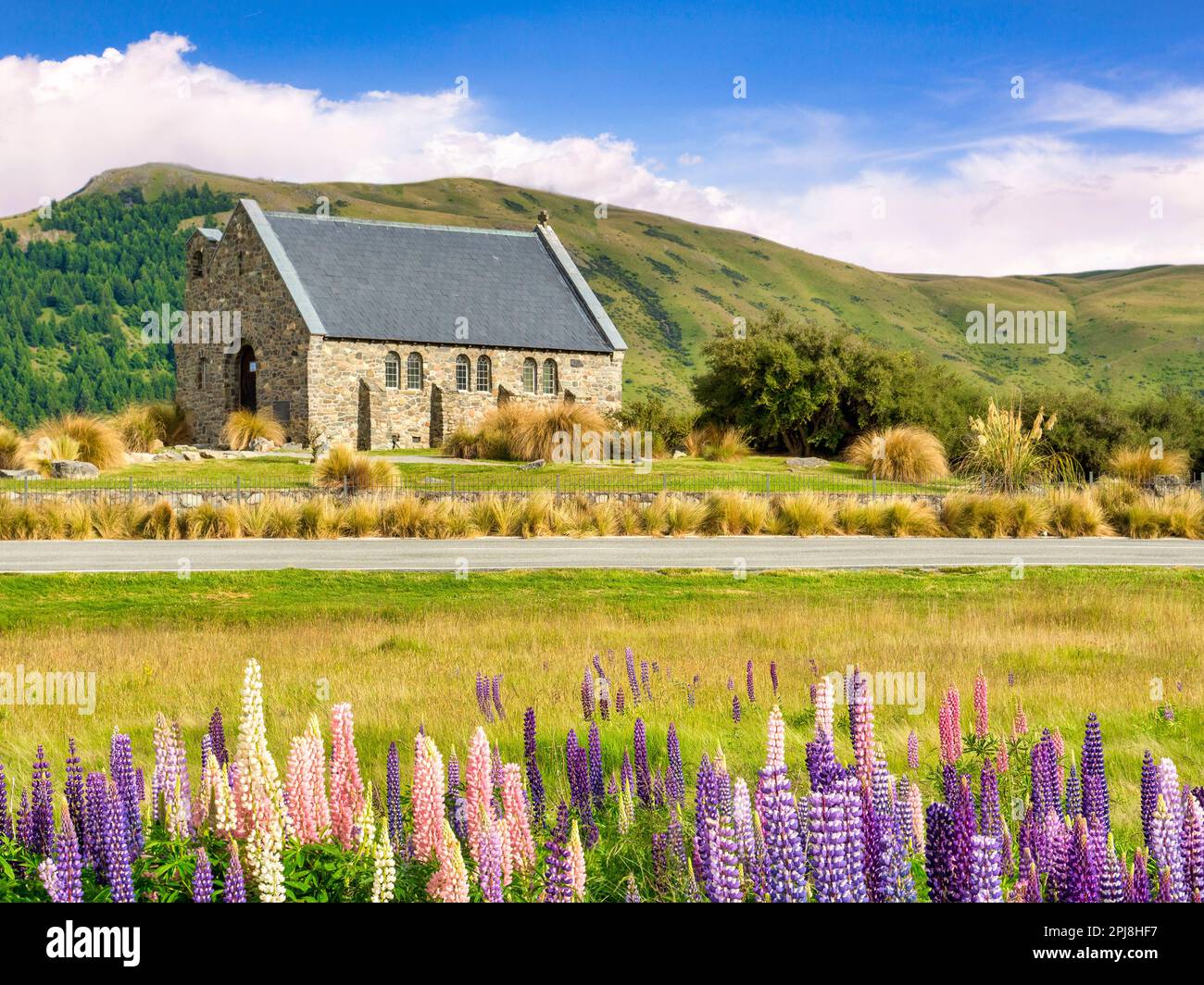 The famous lupins at Lake Tekapo, in the Mackenzie Country, and the ...