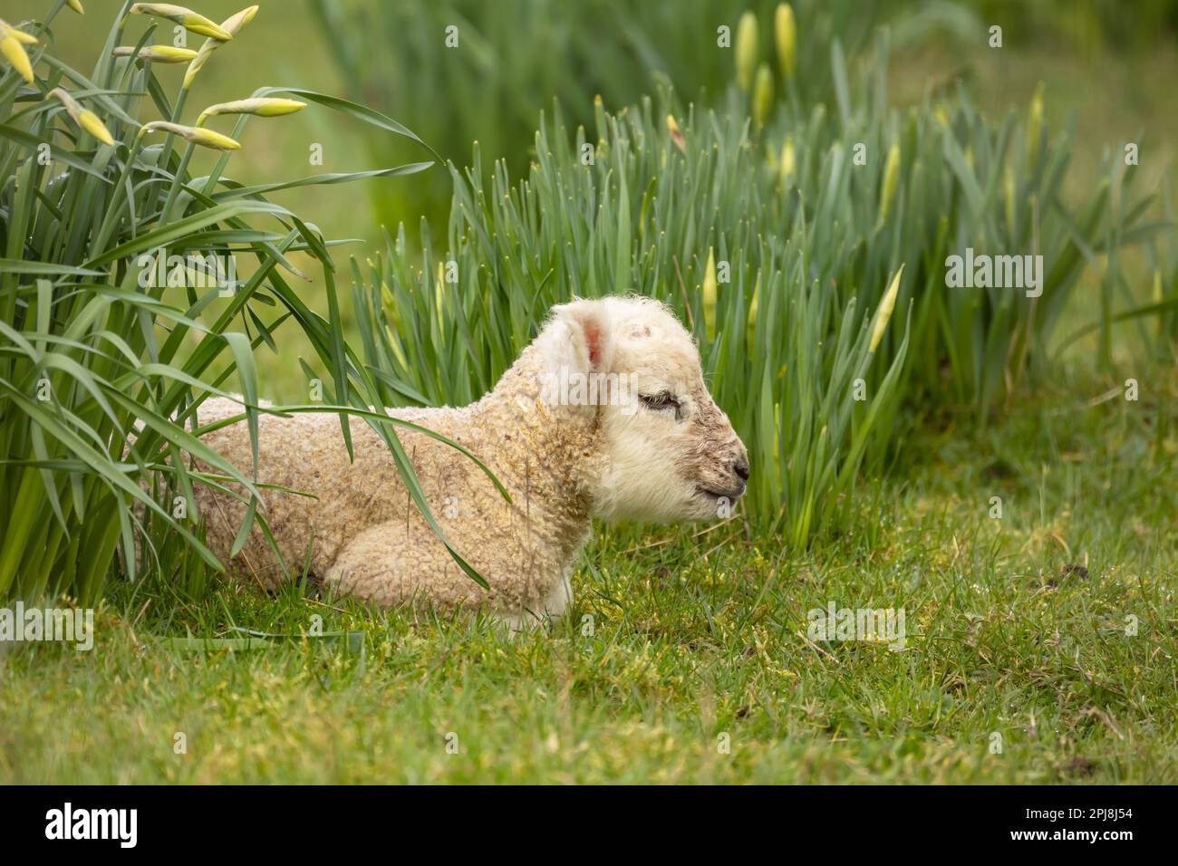 Close up of a newborn lamb, laying amongst the daffodils and facing ...