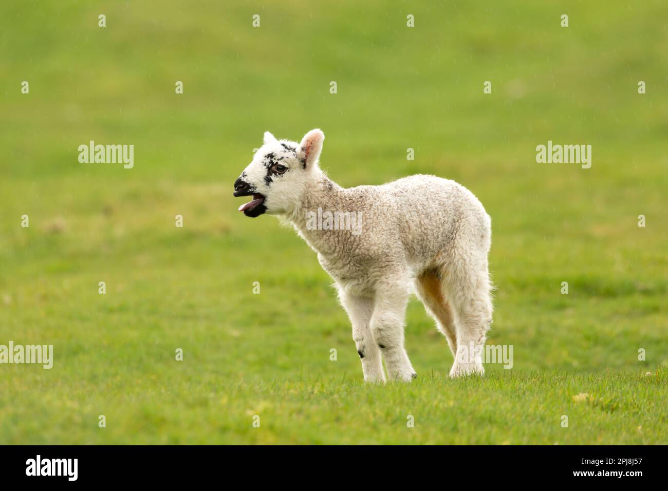 Young lamb in Springtime, facing left and bleating for her mum in rainy ...