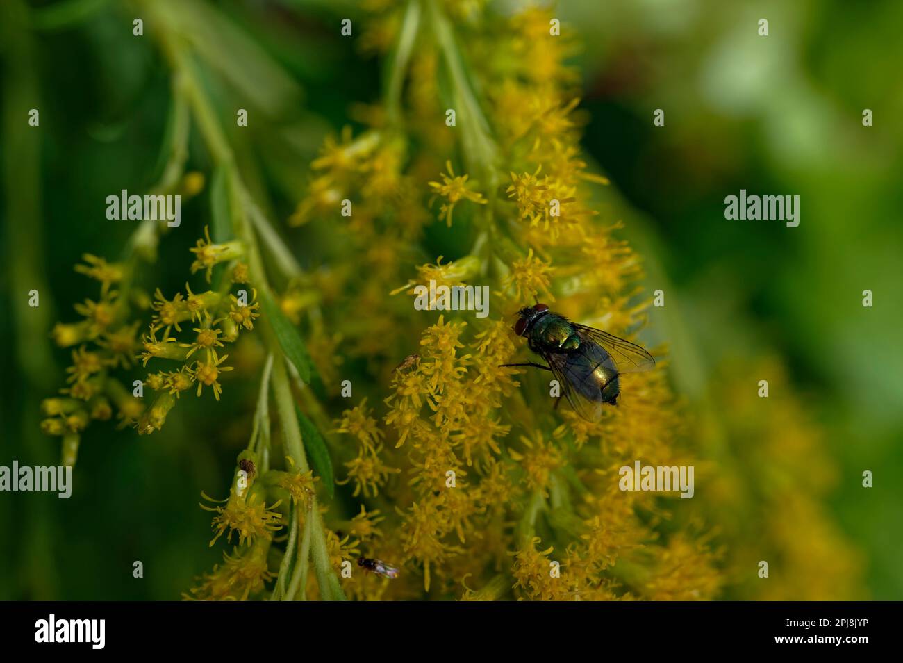 Looking down on a green bottle fly gives us a good view of its body ...