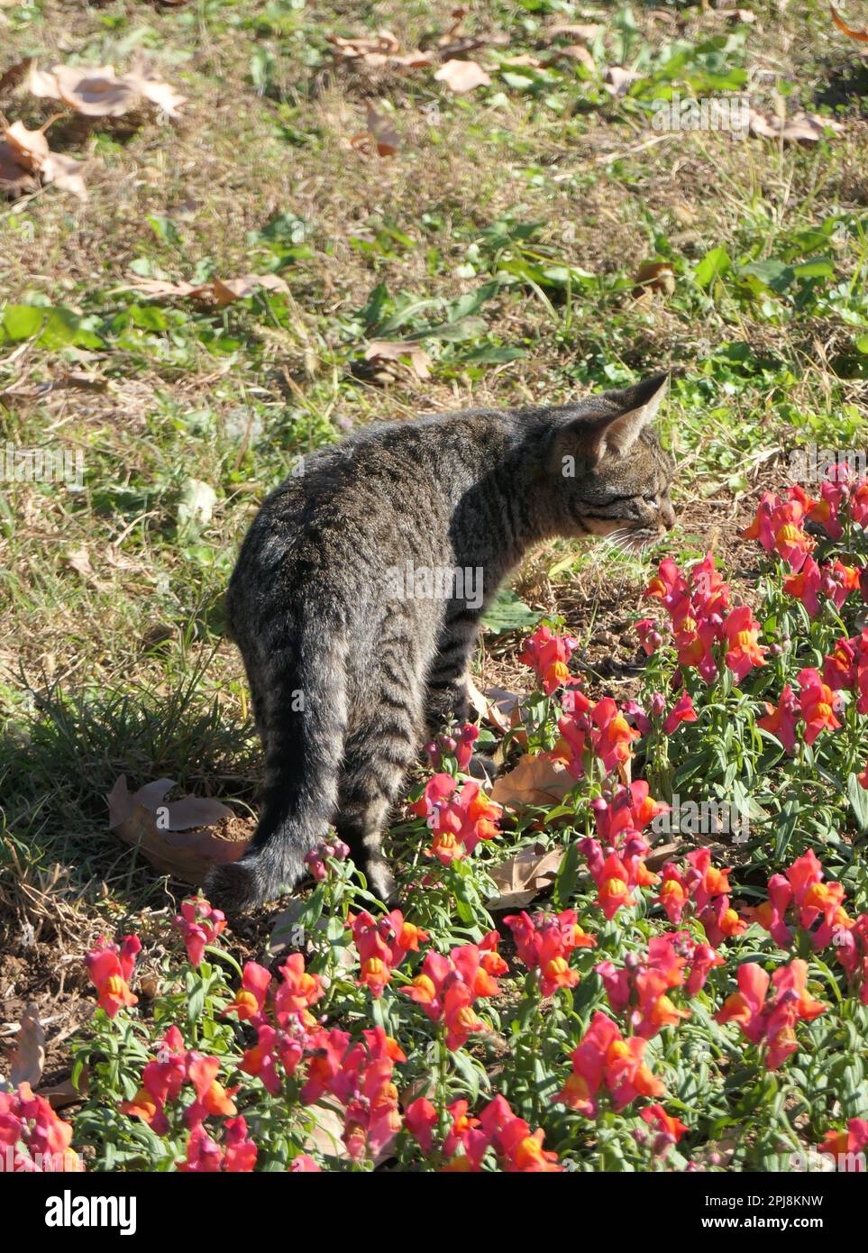 Grey cat smelling red flowers Stock Photo - Alamy