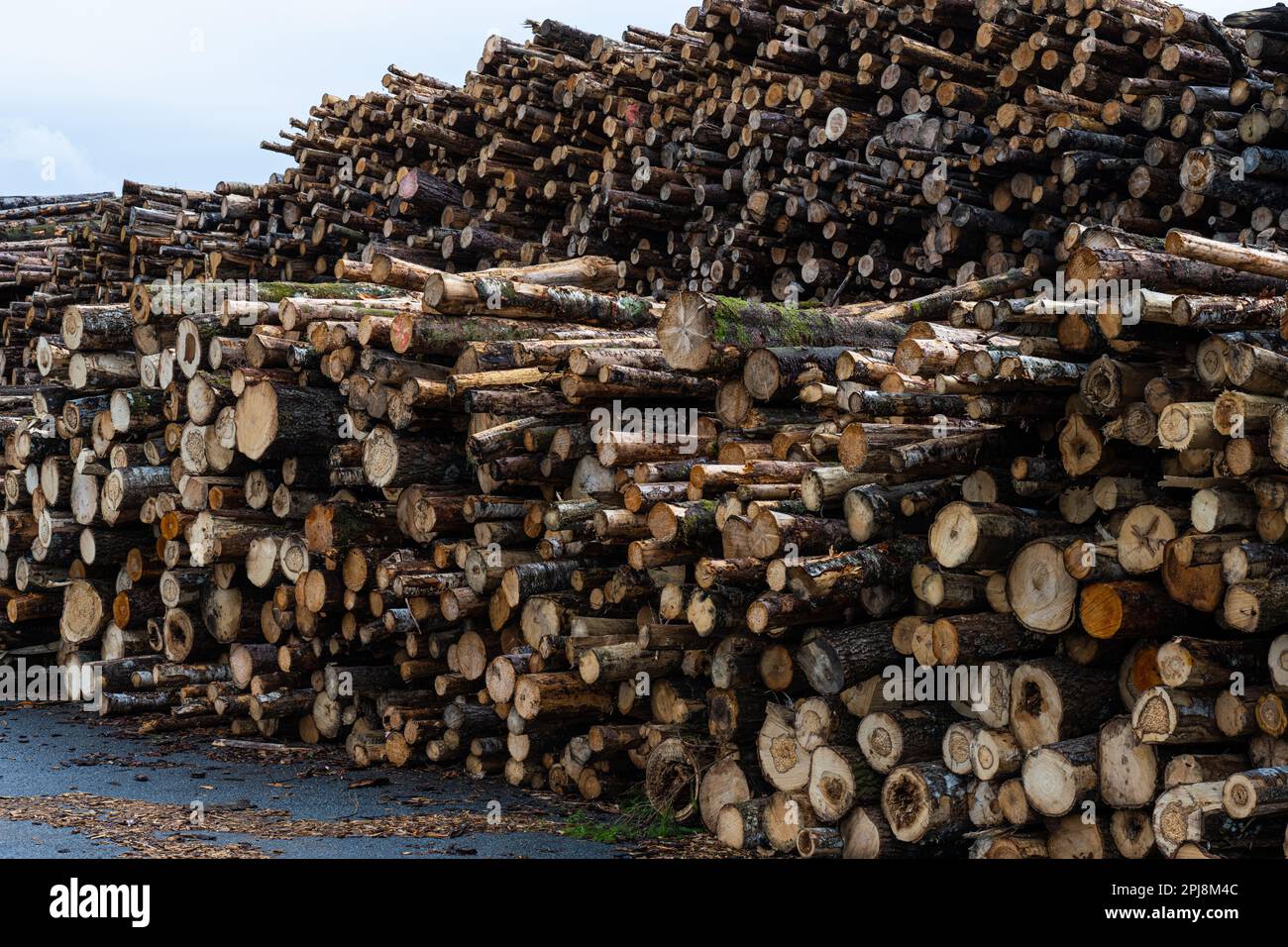 Large pile of logs ready to be shipped by boat Stock Photo - Alamy