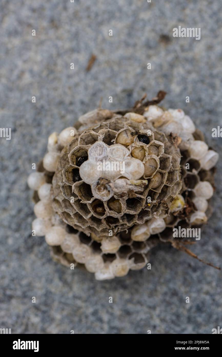 Close up photo of a wasps nest with larvae Stock Photo - Alamy
