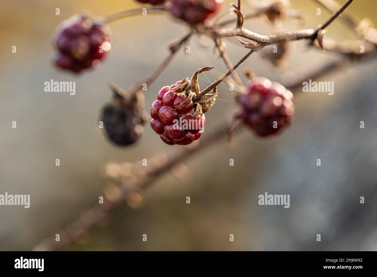 Fruits hanging from a bush hi-res stock photography and images - Alamy
