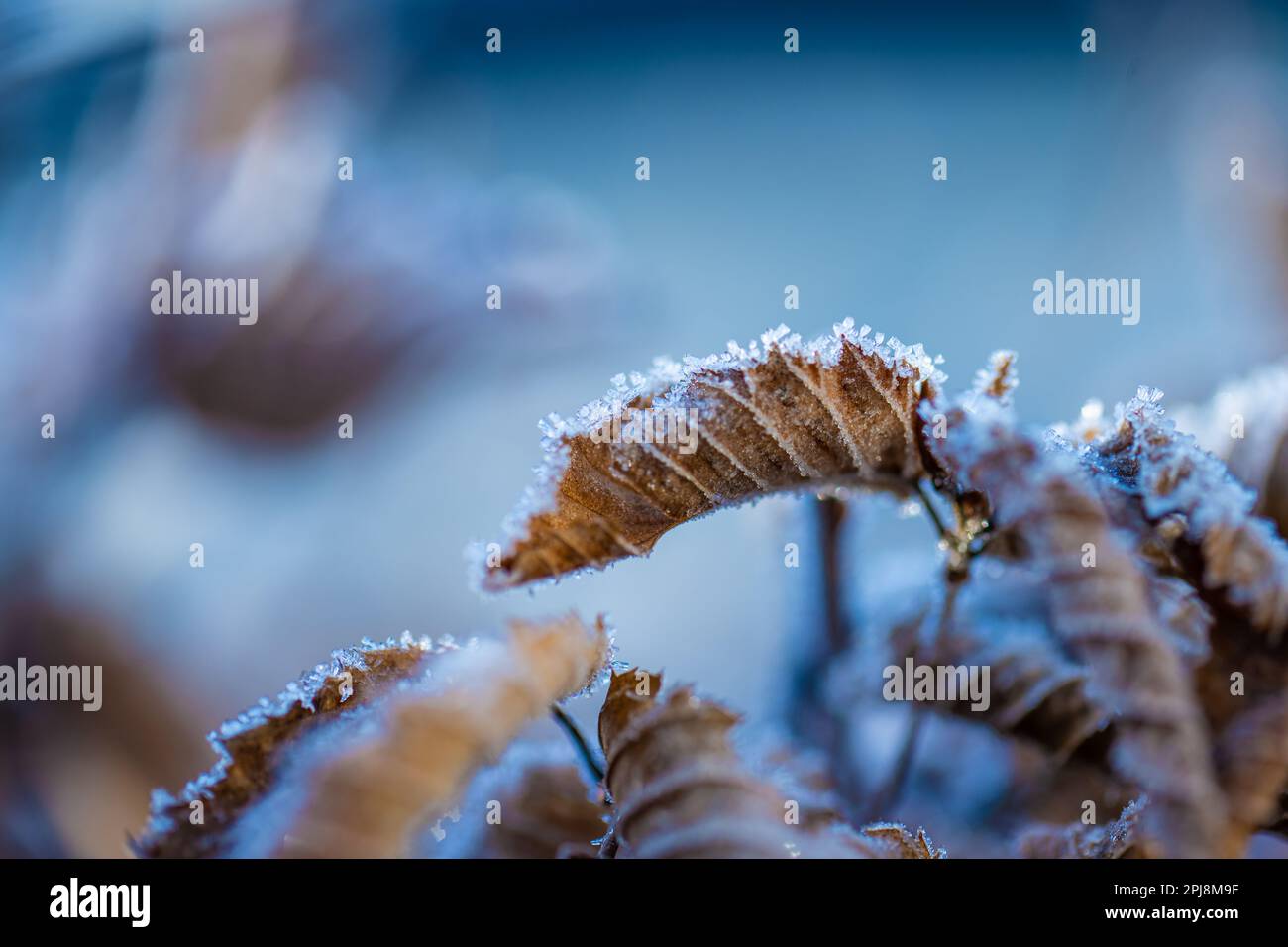 Dead hedge in garden hi-res stock photography and images - Alamy