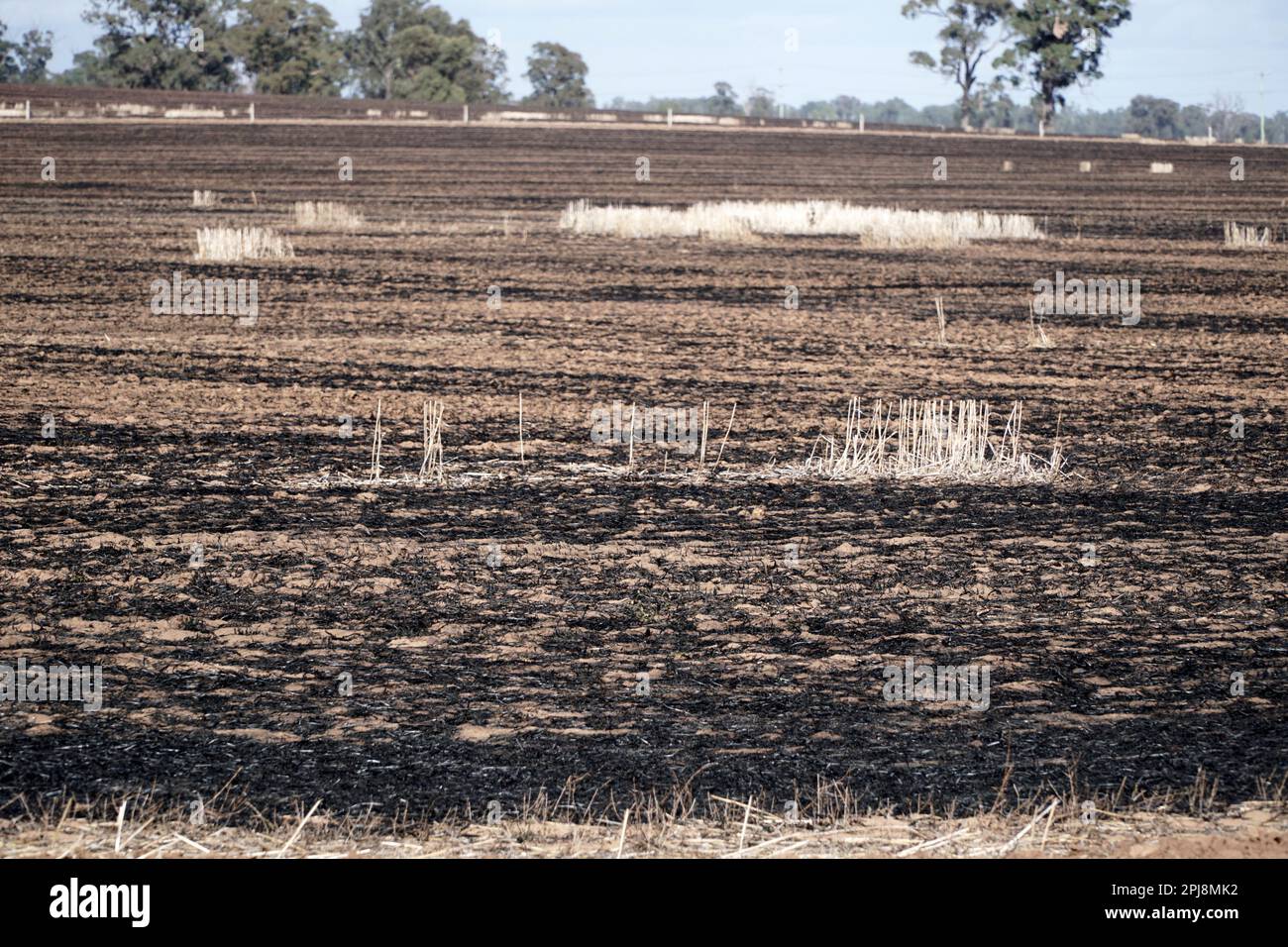 Various landscape Pictures of the burnt stubble in a paddock in ...