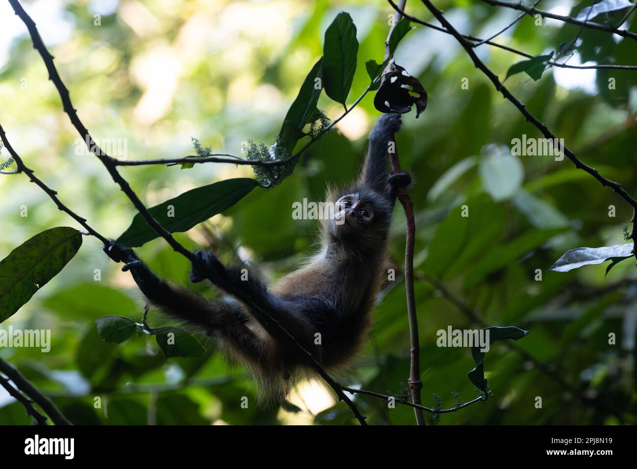 Swinging howler monkey Stock Photo - Alamy