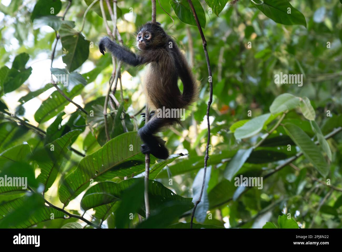 Swinging howler monkey Stock Photo - Alamy
