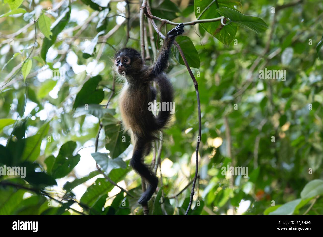 Monkey swinging hi-res stock photography and images - Alamy