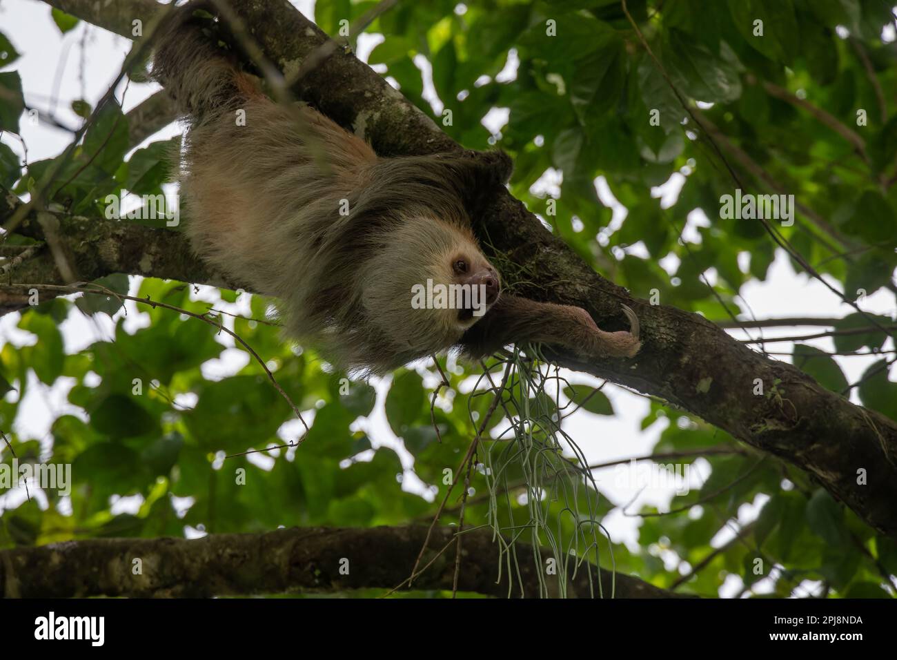 3 toed sloth hi-res stock photography and images - Alamy