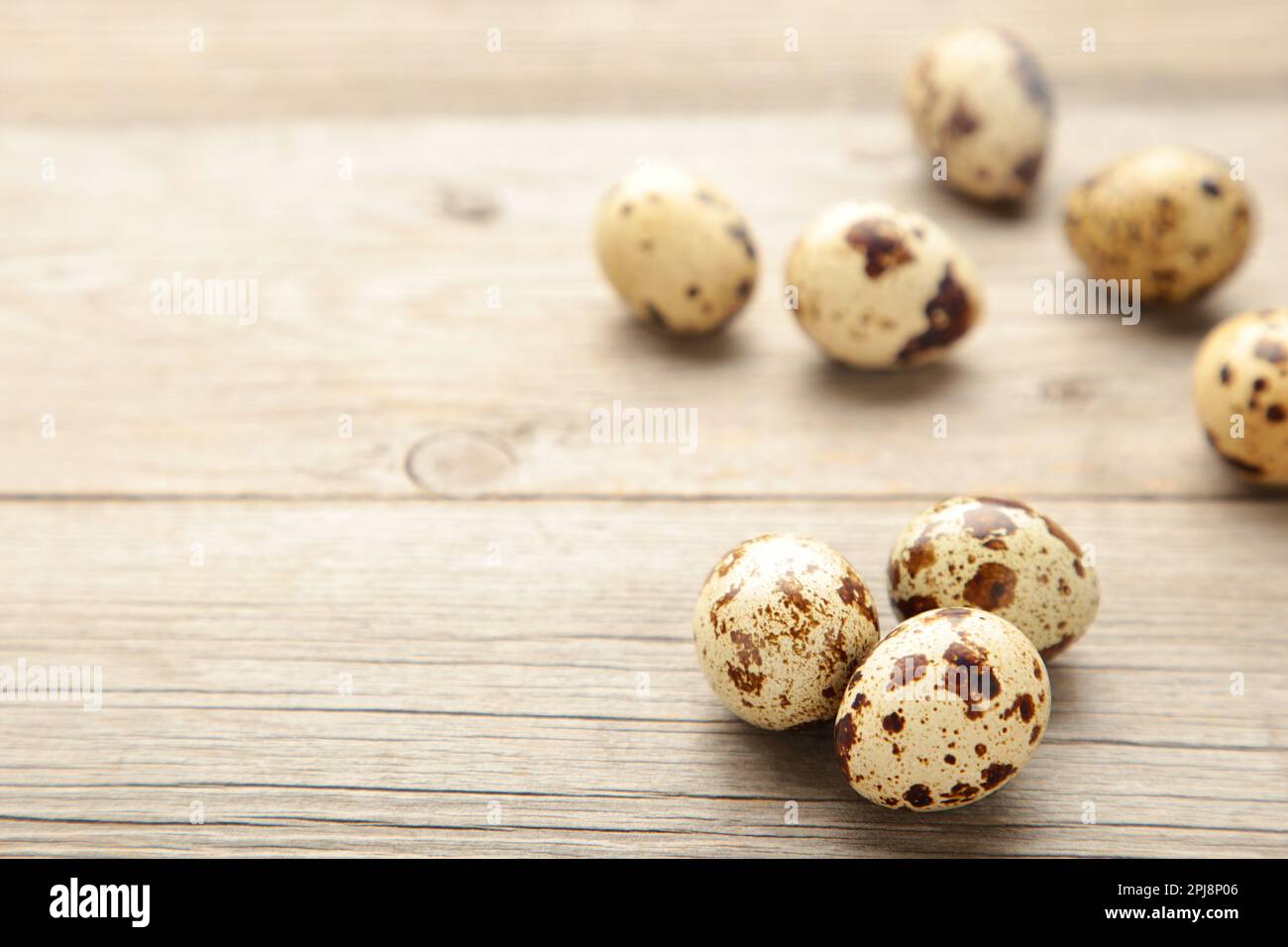 Top view mottled quail hi-res stock photography and images - Alamy