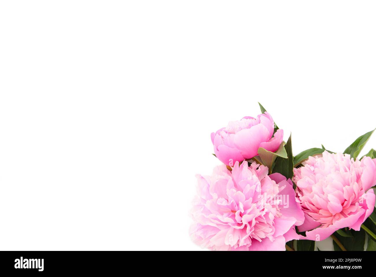 Pink peony flowers isolated on white background. Top view Stock Photo ...