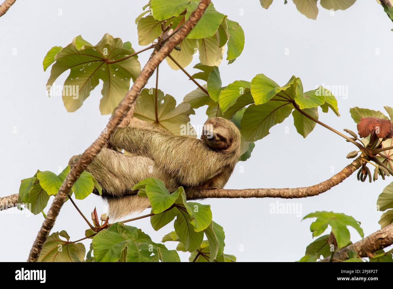 3 toed sloth Stock Photo - Alamy