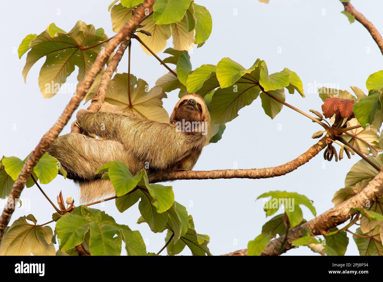 3 toed sloth Stock Photo - Alamy