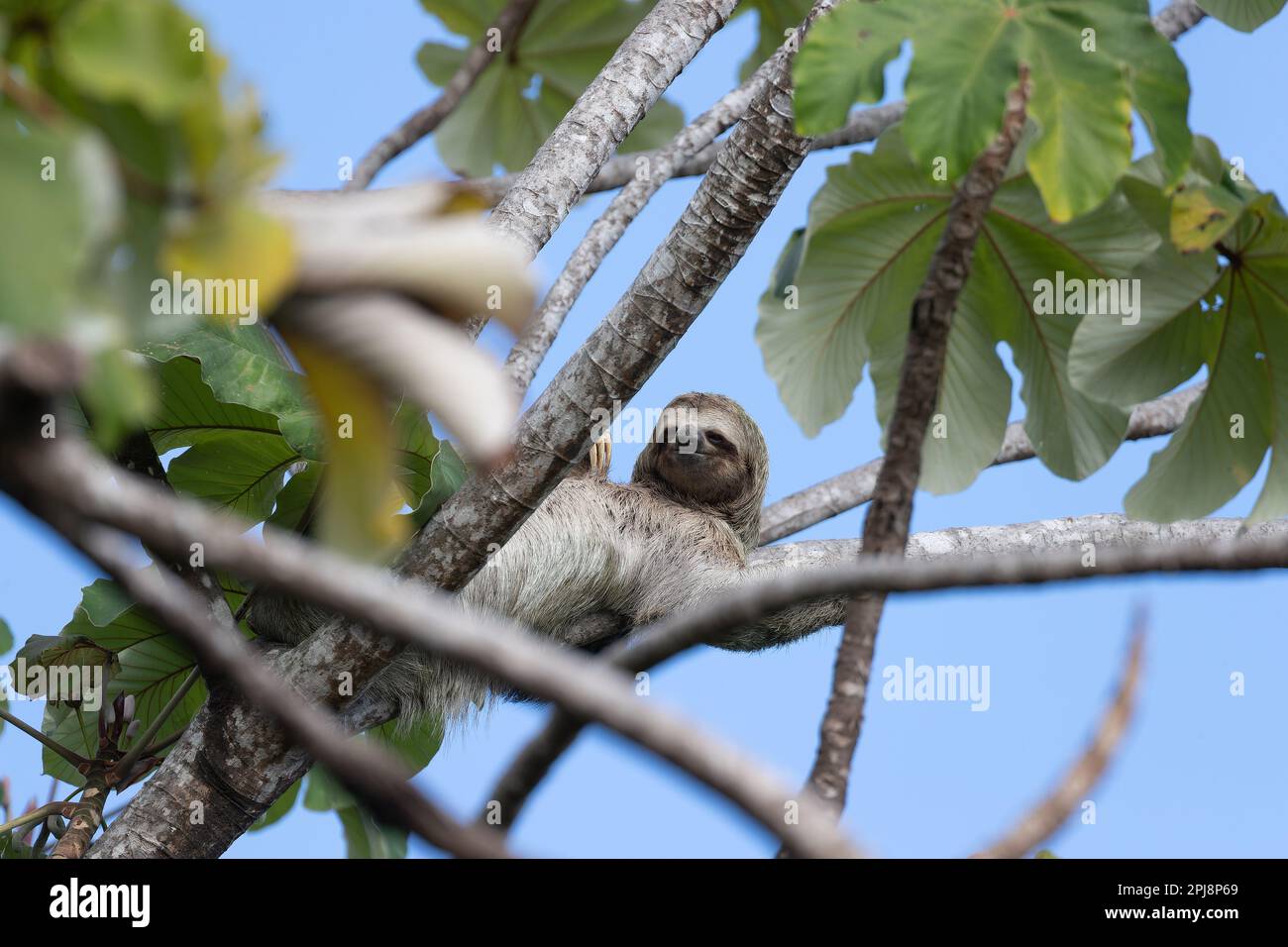 3 toed sloth Stock Photo - Alamy