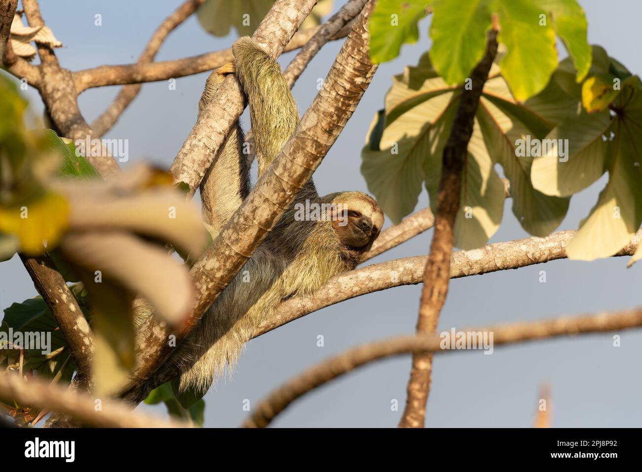 3 toed sloth Stock Photo - Alamy