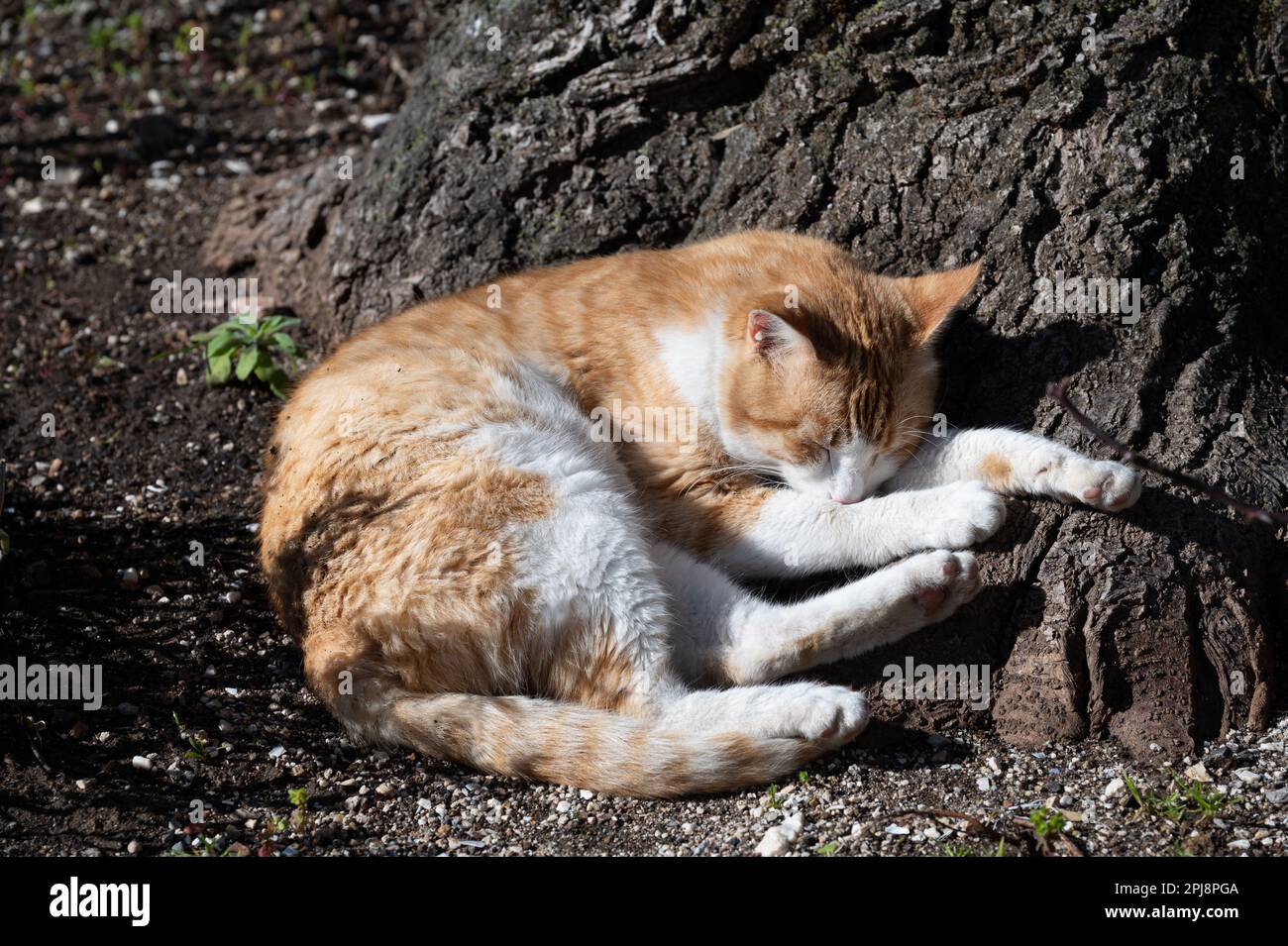 The domestic cat is a small carnivorous mammal belonging to the Felidae ...