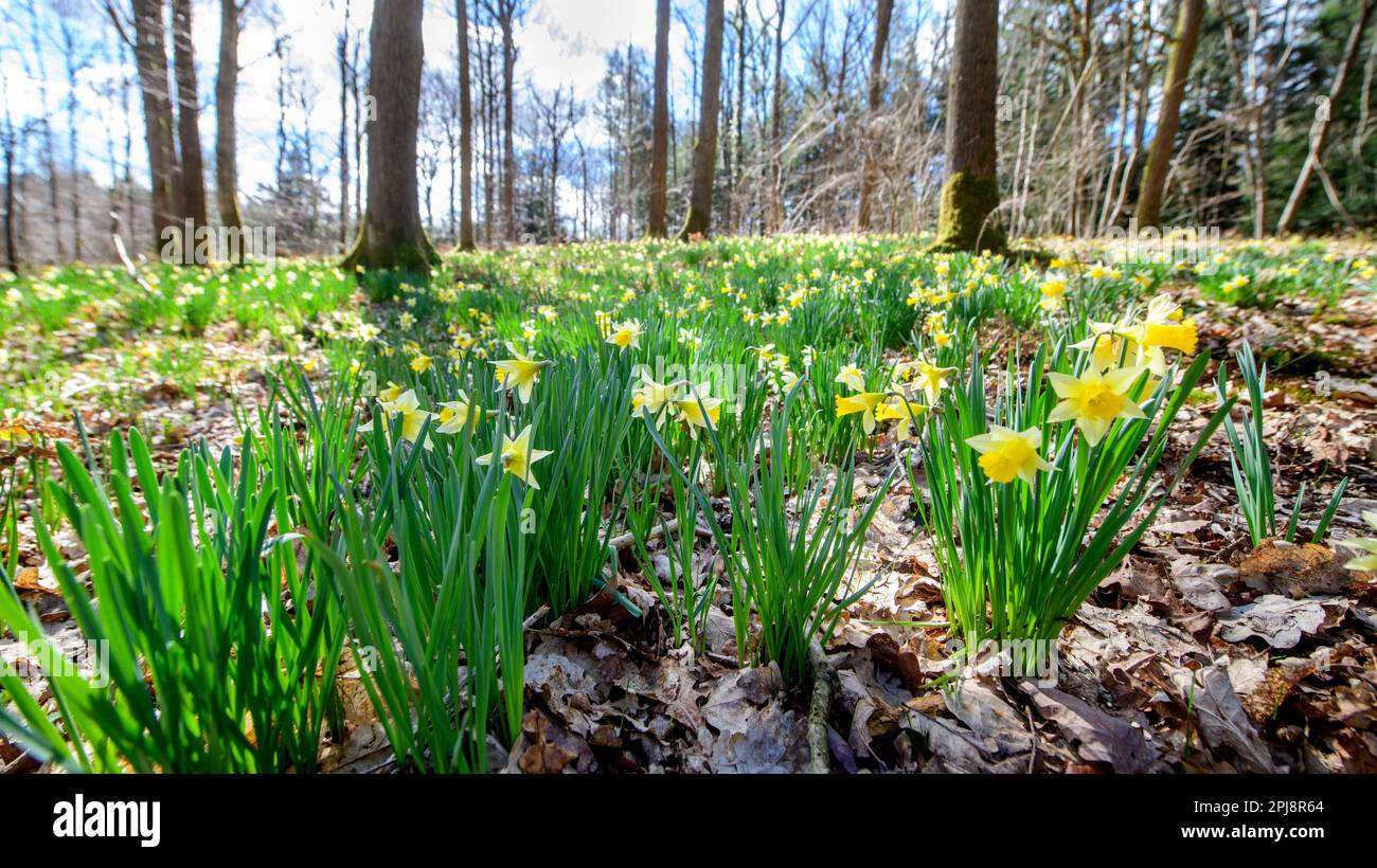 Wild daffodils near Kempley, Gloucestershire Stock Photo - Alamy