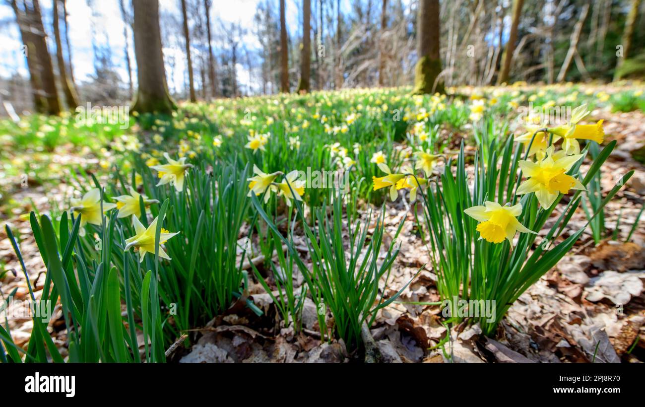 Wild daffodils near Kempley, Gloucestershire Stock Photo - Alamy