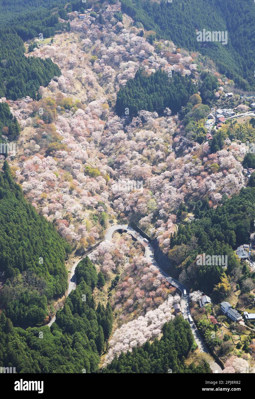An aerial photo shows cherry blossoms reaching full bloom at Mt ...