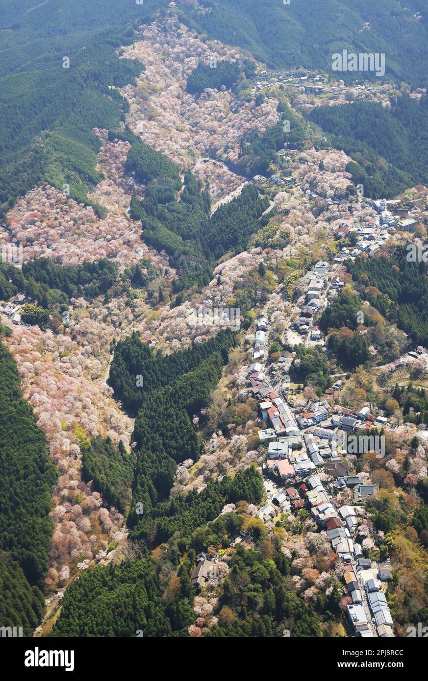 An aerial photo shows cherry blossoms reaching full bloom at Mt ...
