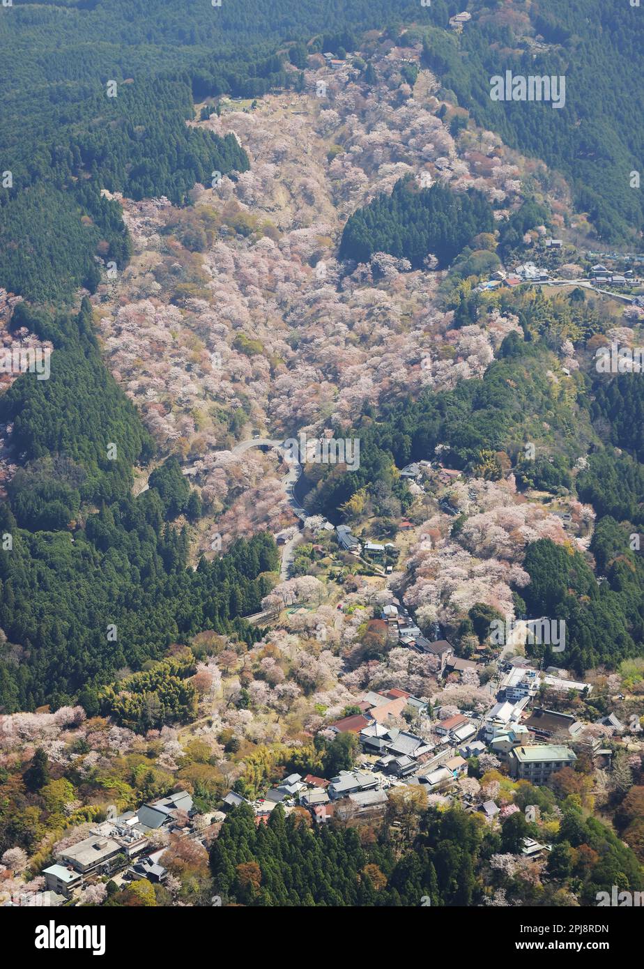 An aerial photo shows cherry blossoms reaching full bloom at Mt ...