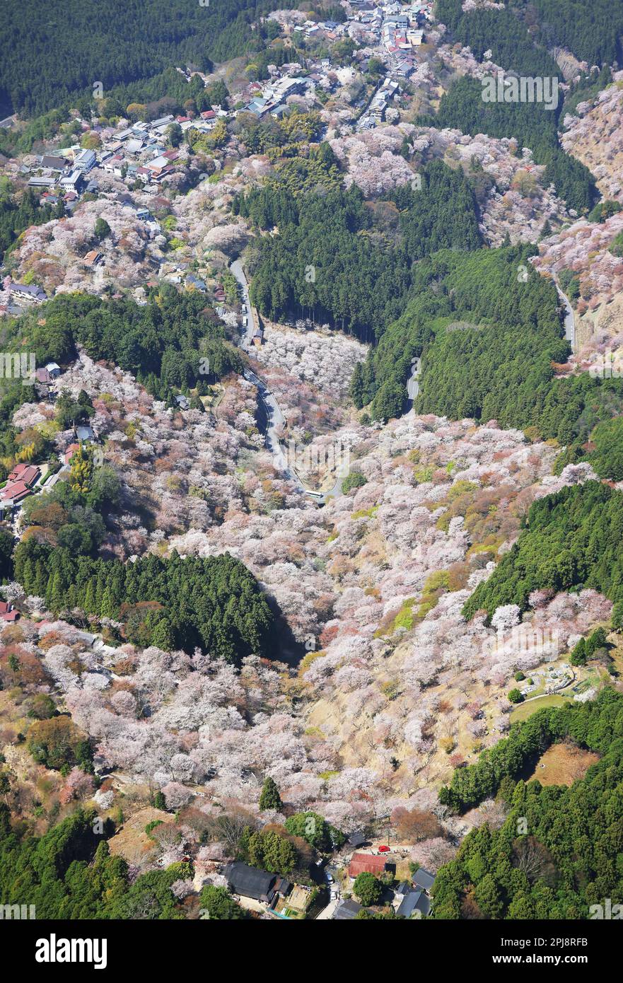 An aerial photo shows cherry blossoms reaching full bloom at Mt ...