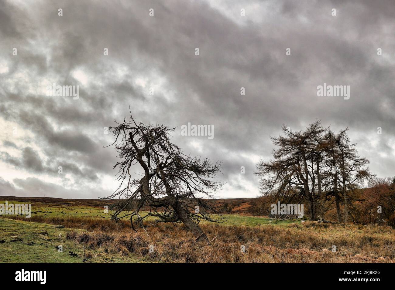 Wind blown tree hi-res stock photography and images - Alamy
