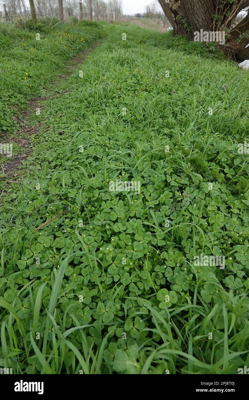 Natural green wide angle view on the rare spotted medick clover or ...
