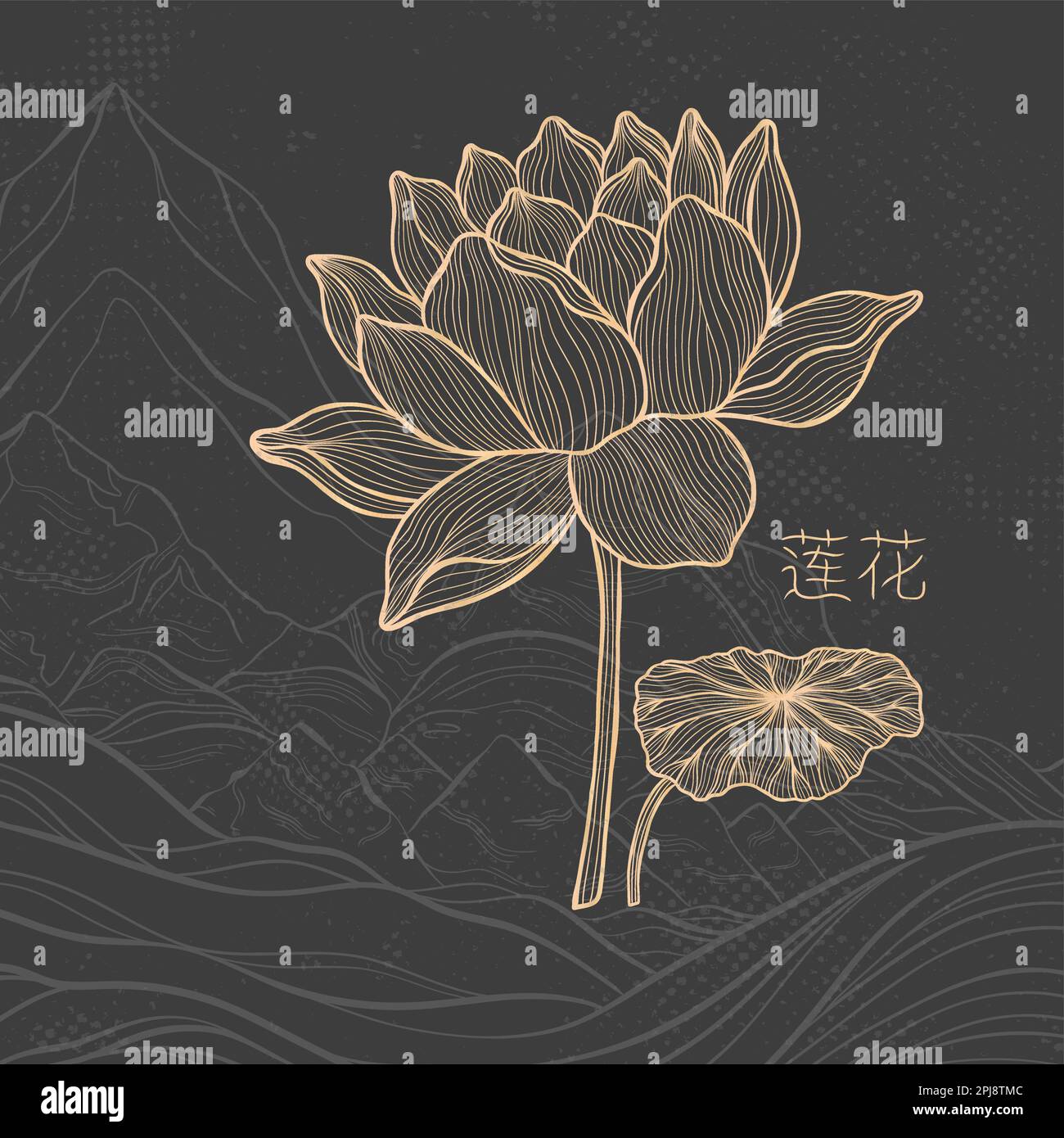 Lotus sketch with fine graceful lines. Isolated flower on a dark ...