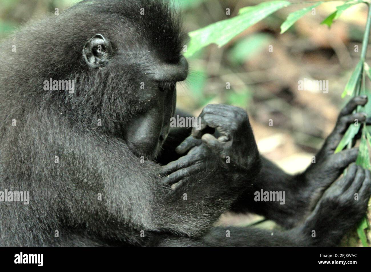 Side view of a Sulawesi black-crested macaque (Macaca nigra) in ...