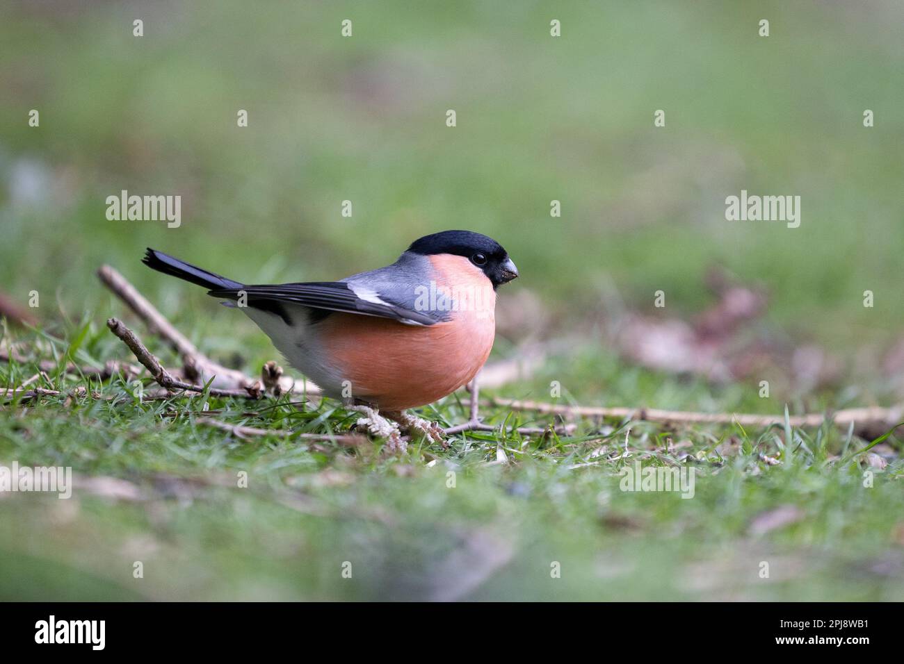 Adult male Eurasian Bullfinch (Pyrrhula pyrrhula) with scaly legs, on ...