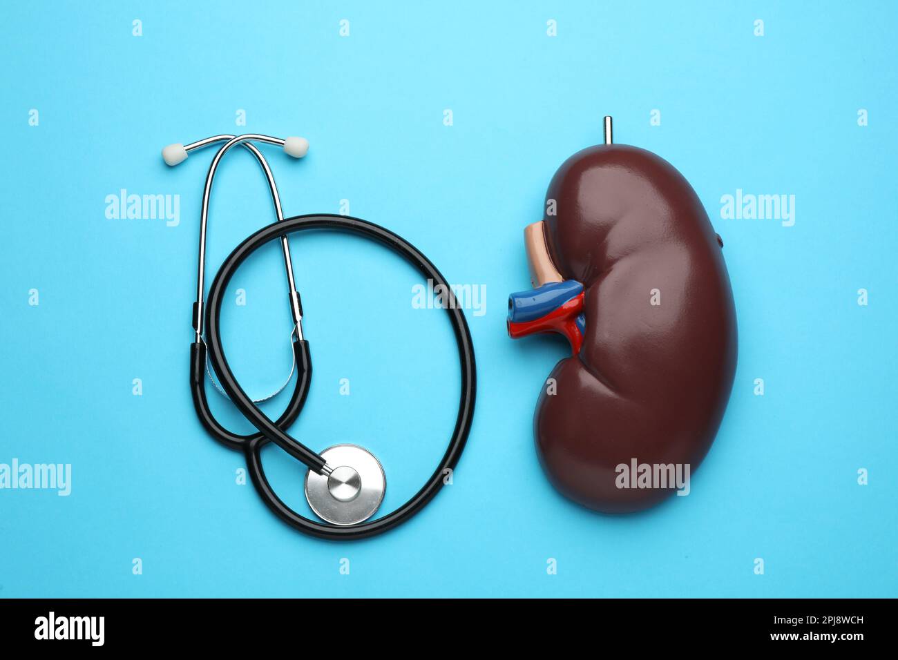 Kidney model and stethoscope on light blue background, flat lay Stock ...