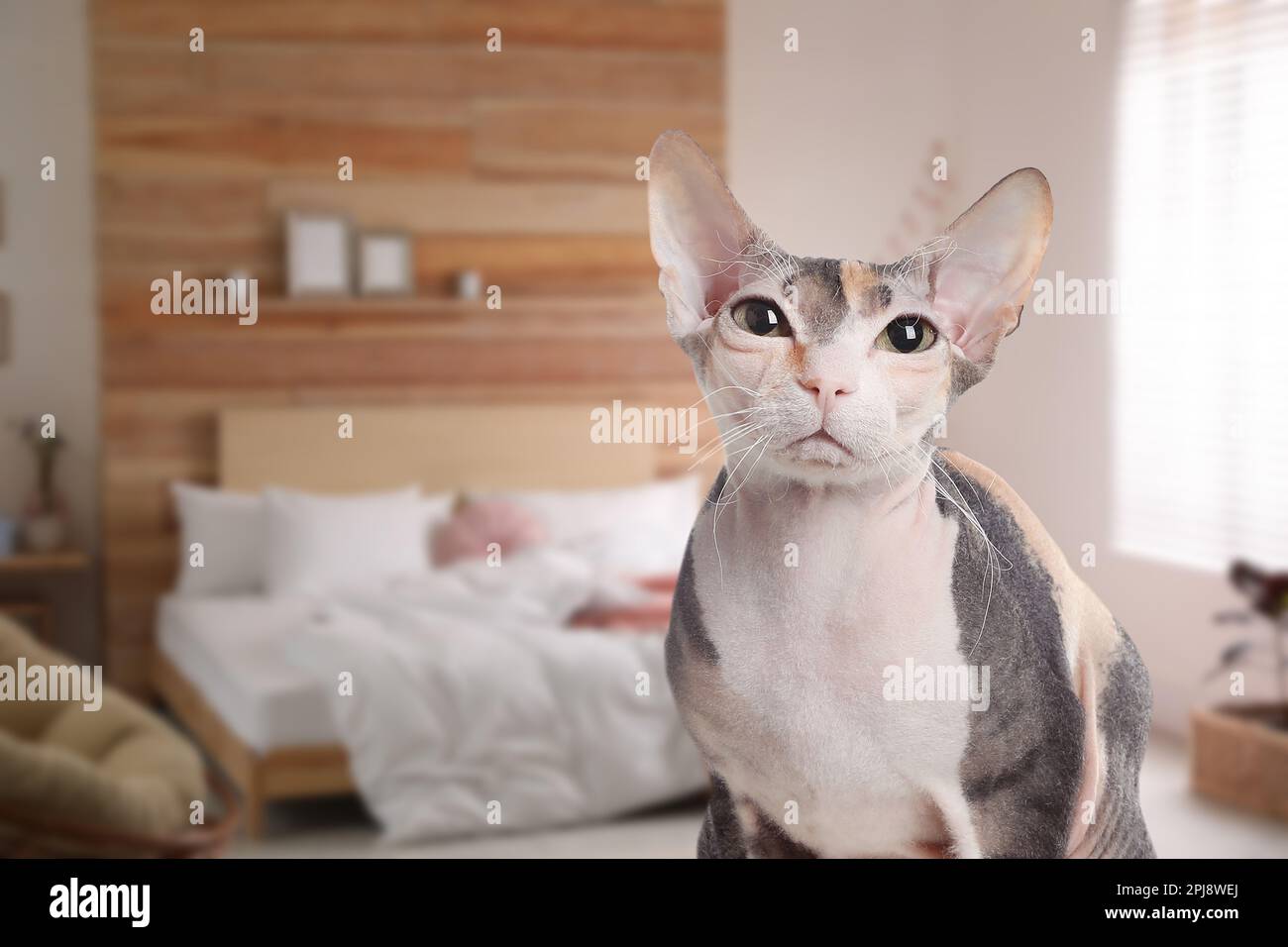 Beautiful Sphynx cat in bedroom, space for text. Pet friendly hotel ...
