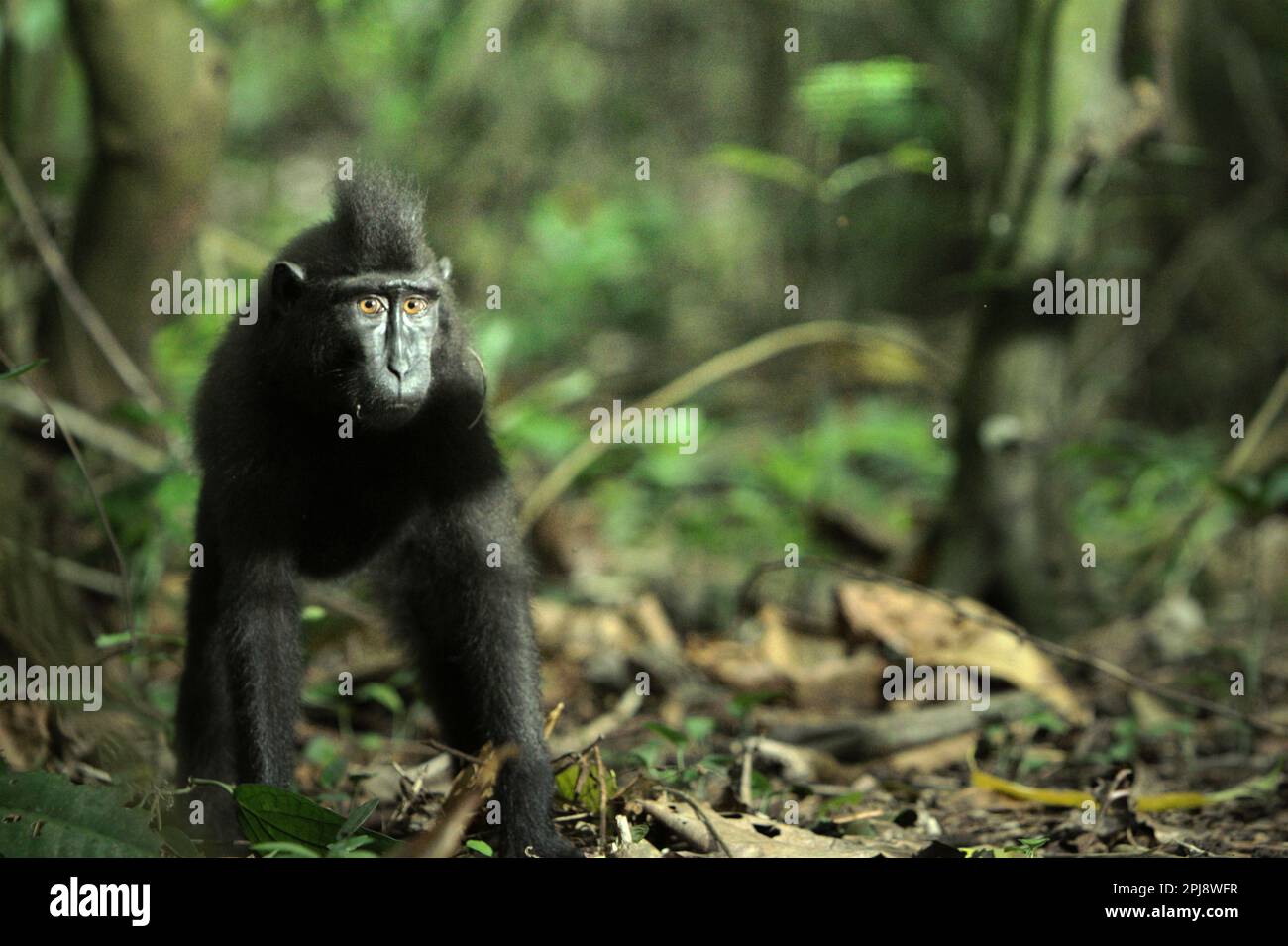 Environmental portrait of a juvenile Sulawesi black-crested macaque ...