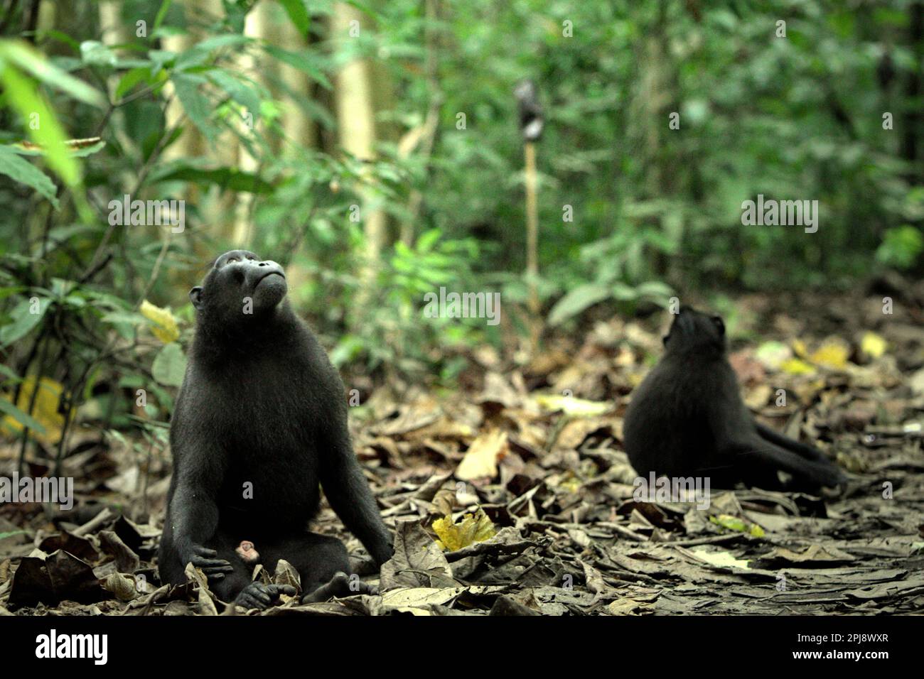 A Sulawesi black-crested macaque (Macaca nigra) looks up as it is ...