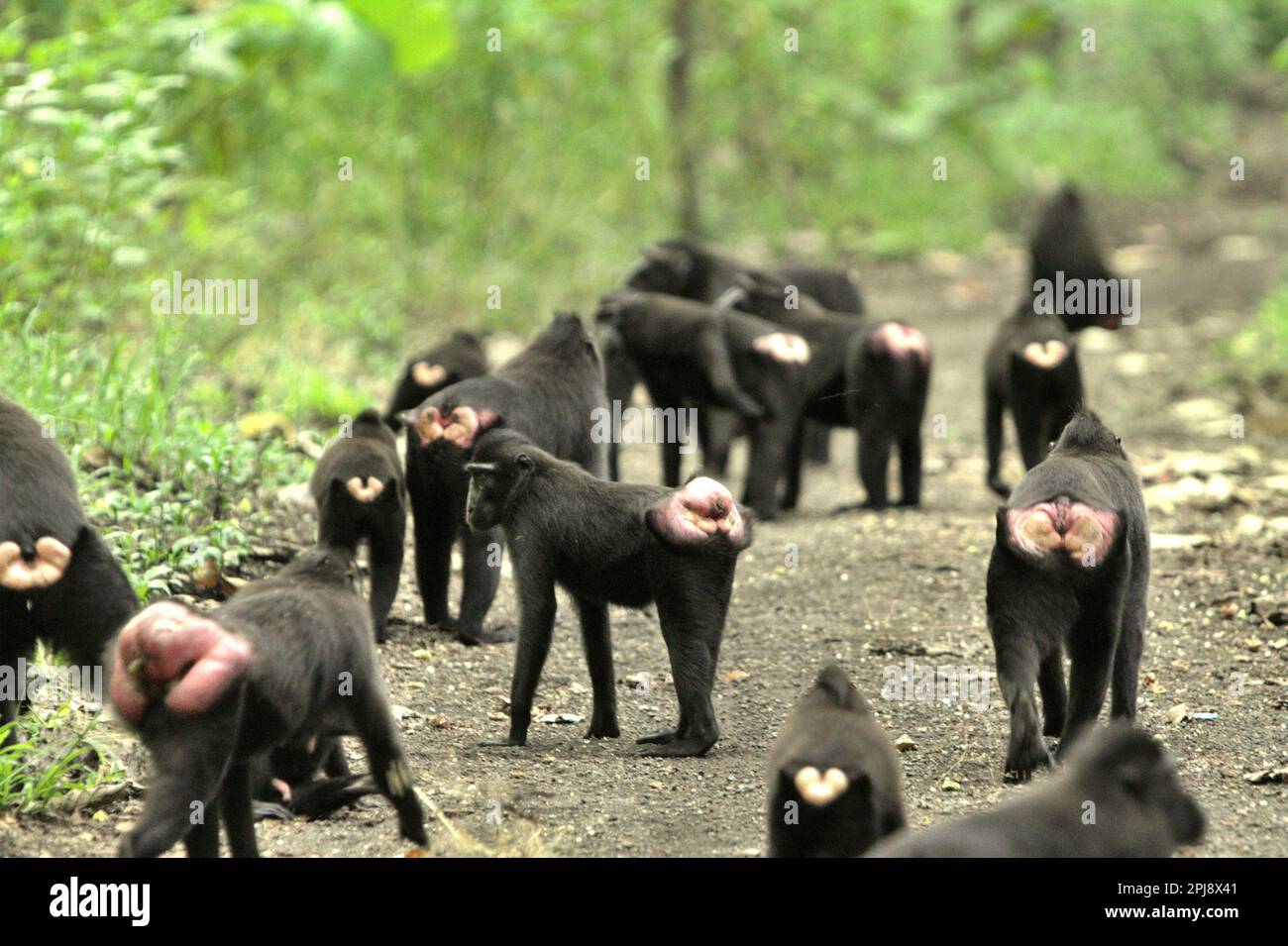 A troop of Sulawesi black-crested macaque (Macaca nigra) is foraging on ...