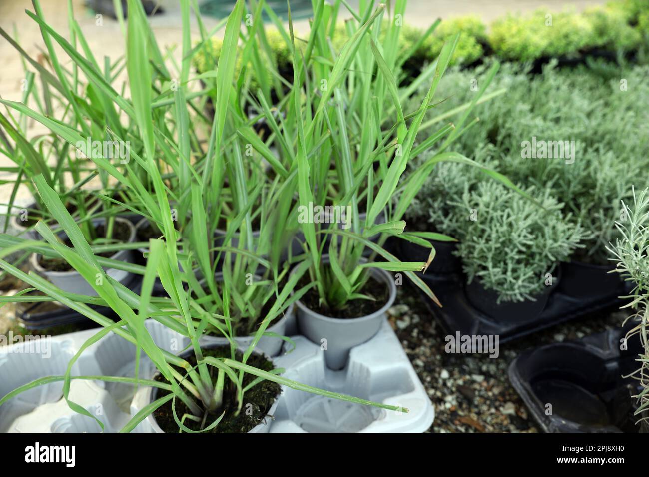 Potted Lemon Grass Plant