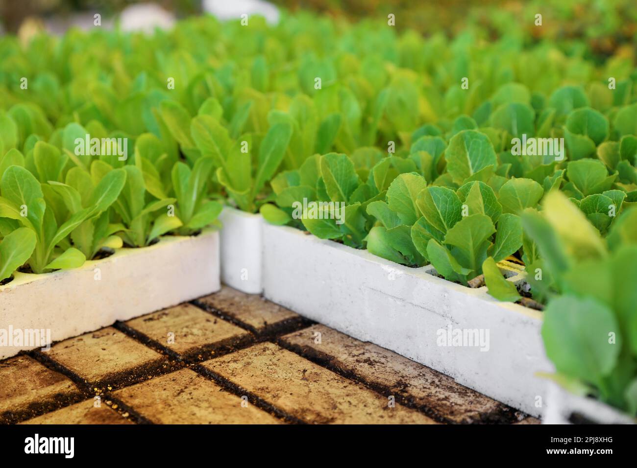 Trays of lettuce hi-res stock photography and images - Alamy