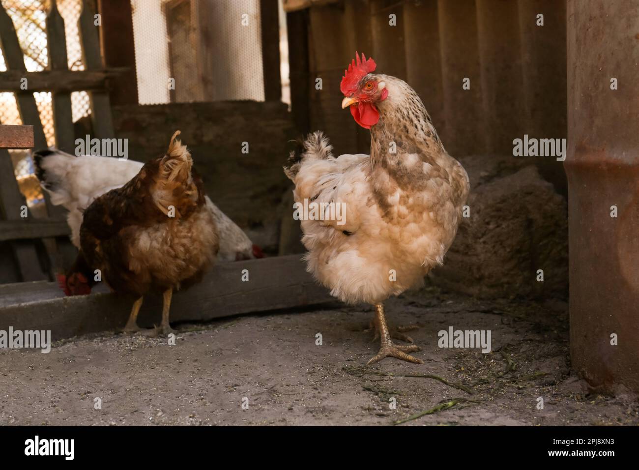 Beautiful hens hi-res stock photography and images - Alamy