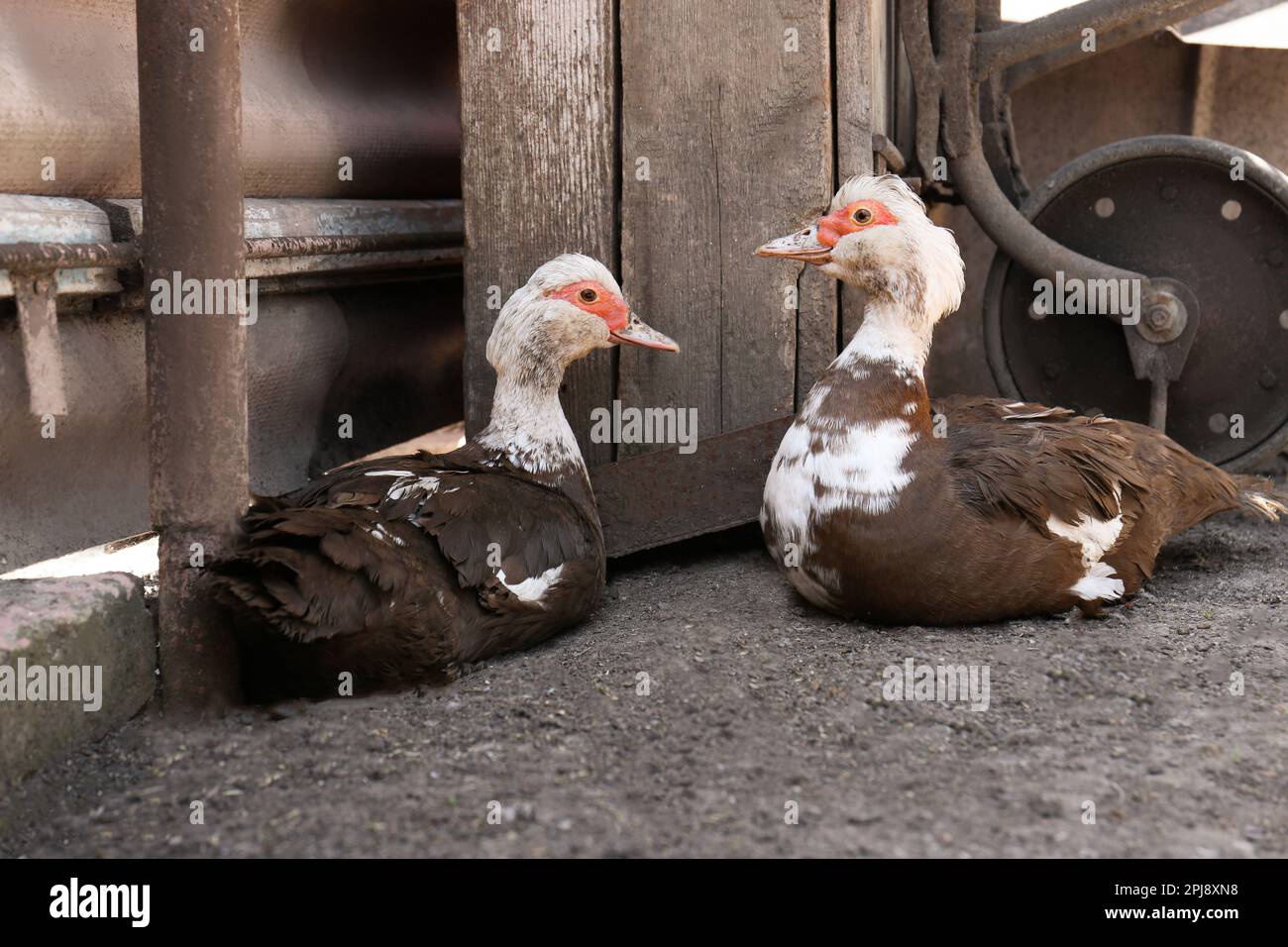 Two beautiful muscovy ducks in yard. Domestic animals Stock Photo - Alamy