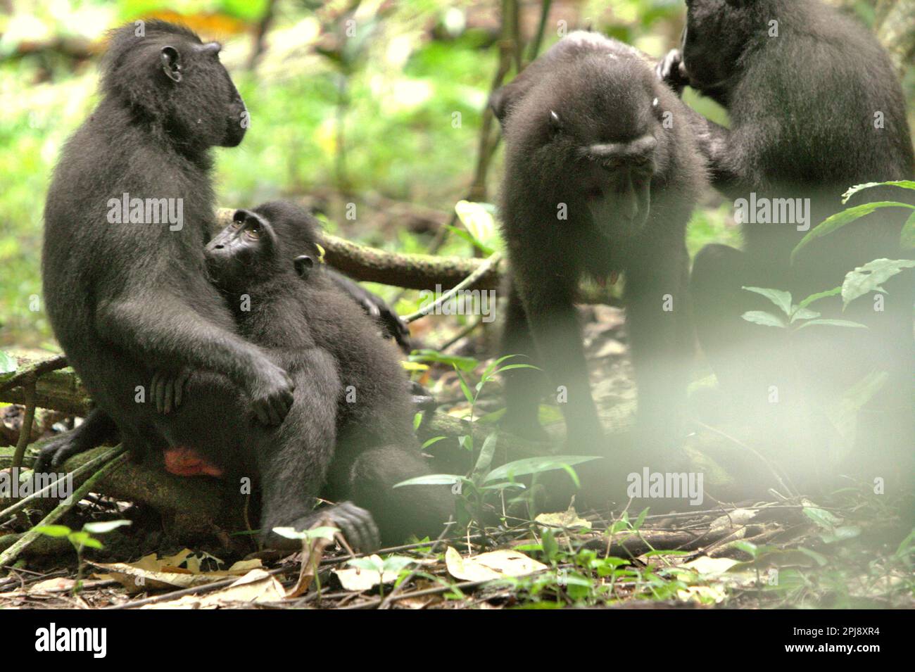 A group of Sulawesi black-crested macaque (Macaca nigra) in Tangkoko ...